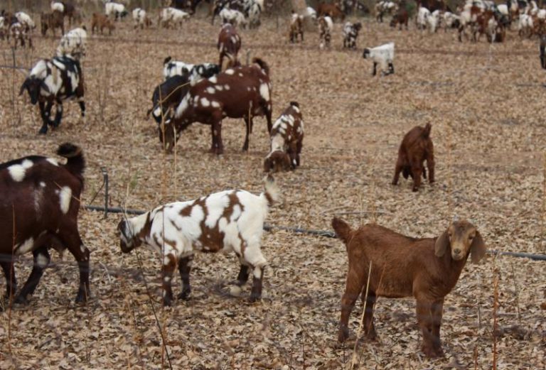Kalahari Red Goats - Breed Profile - Goat Journal